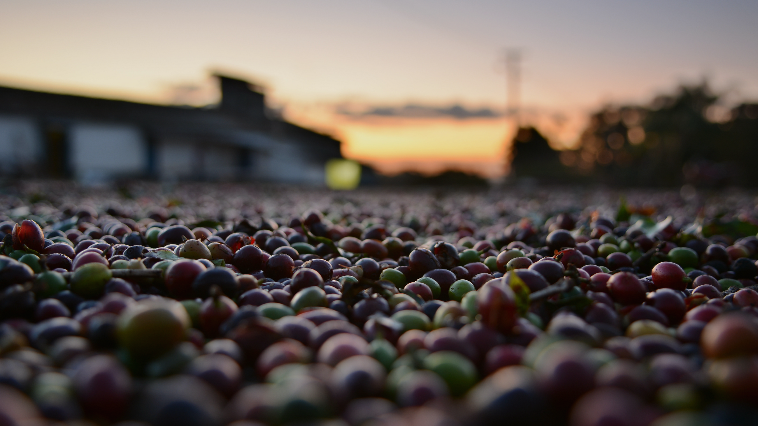 Craft Coffee Blends – Driven Coffee