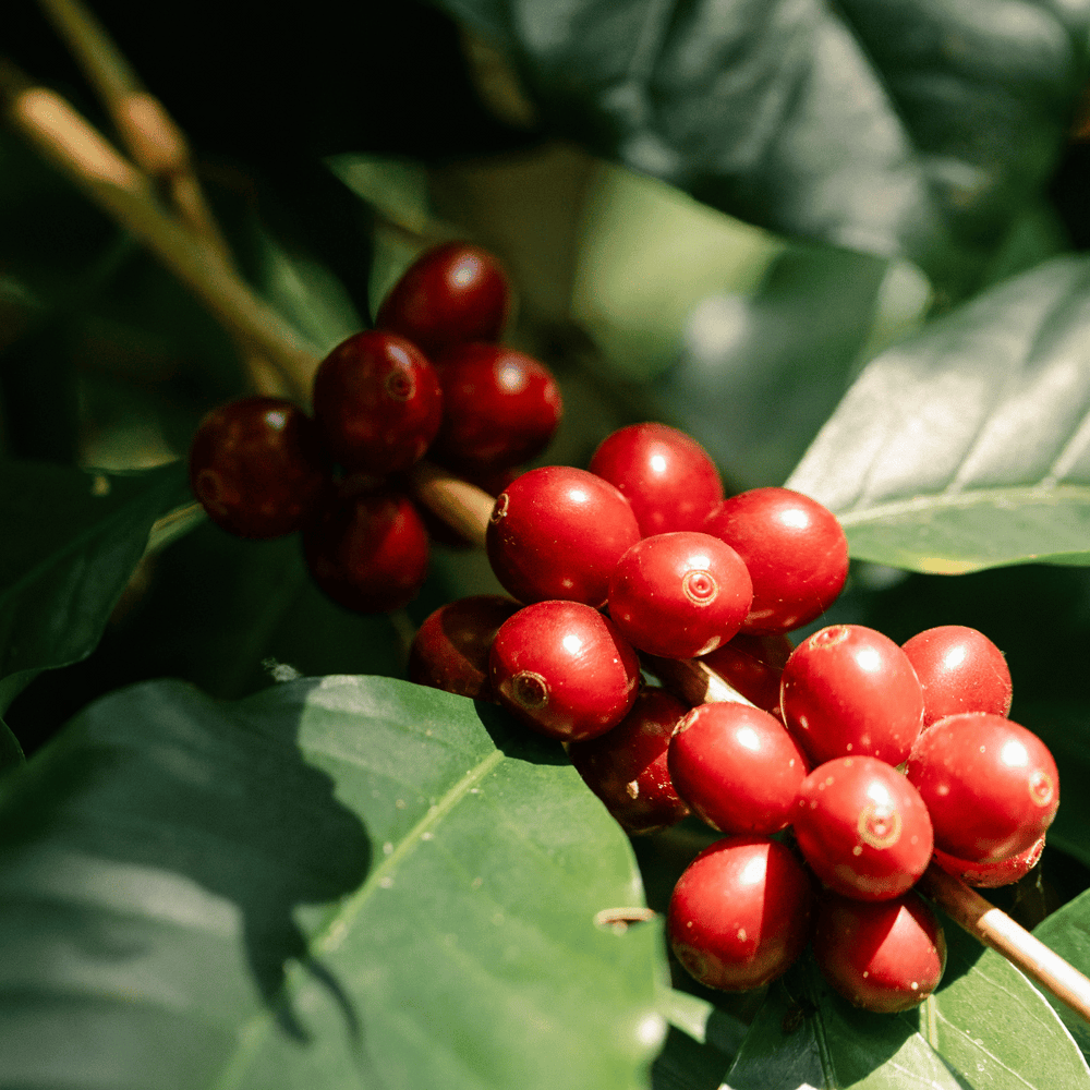 Driven Coffee Roasters: Buy the Best Coffee Beans Online