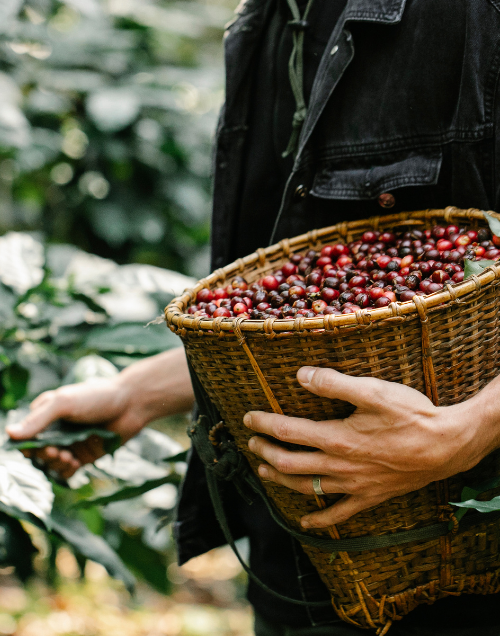 Driven Coffee Roasters: Buy the Best Coffee Beans Online