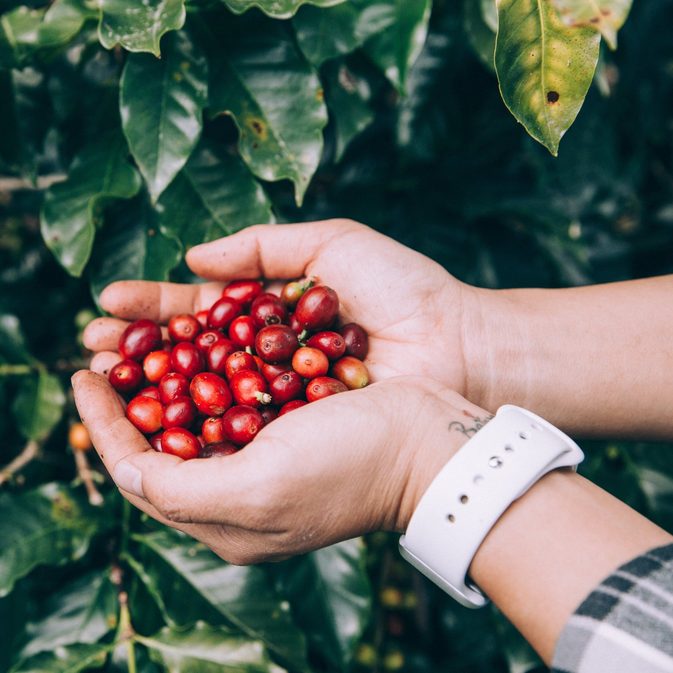 Driven Coffee Roasters: Buy the Best Coffee Beans Online