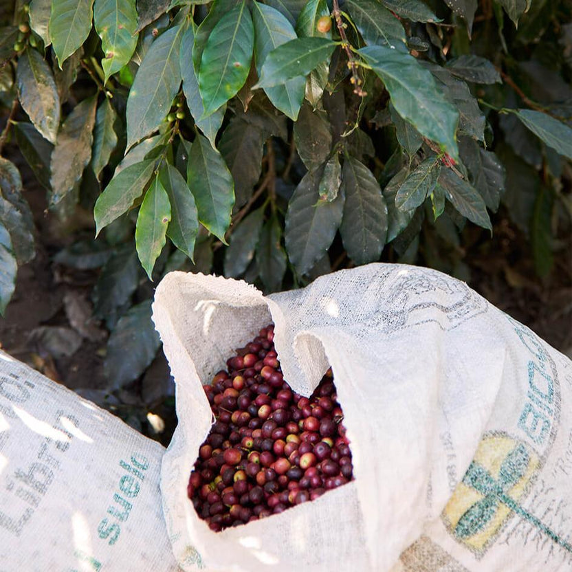 Driven Coffee Roasters: Buy the Best Coffee Beans Online